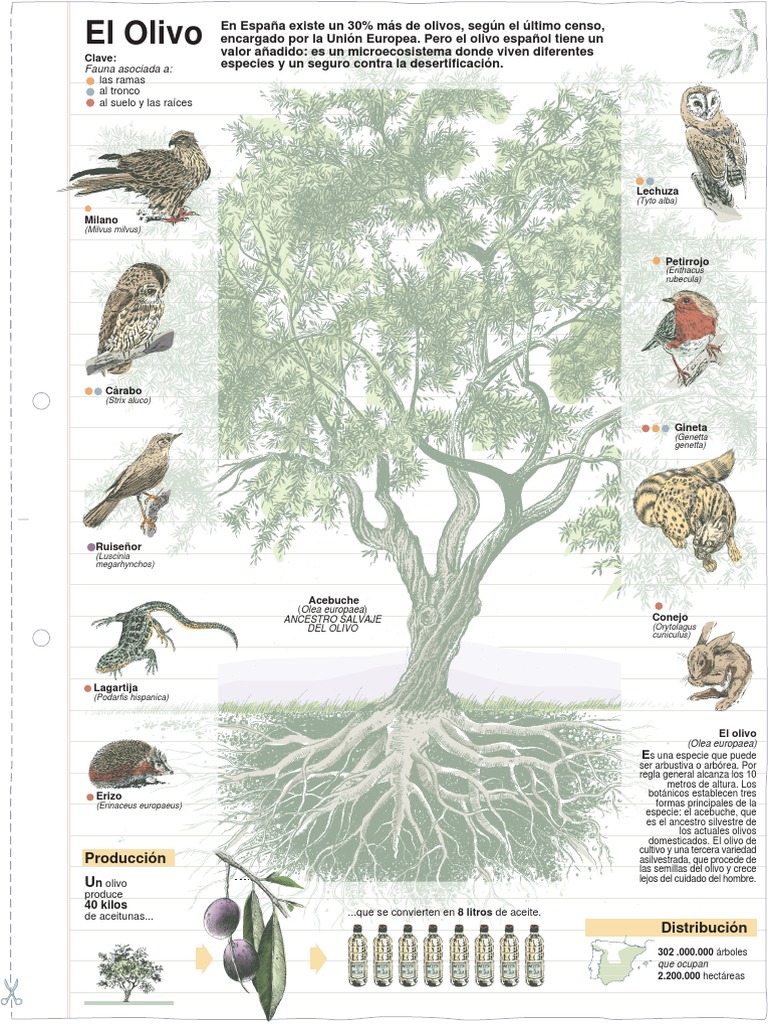 El Olivo | PDF | Aceituna | Organismos