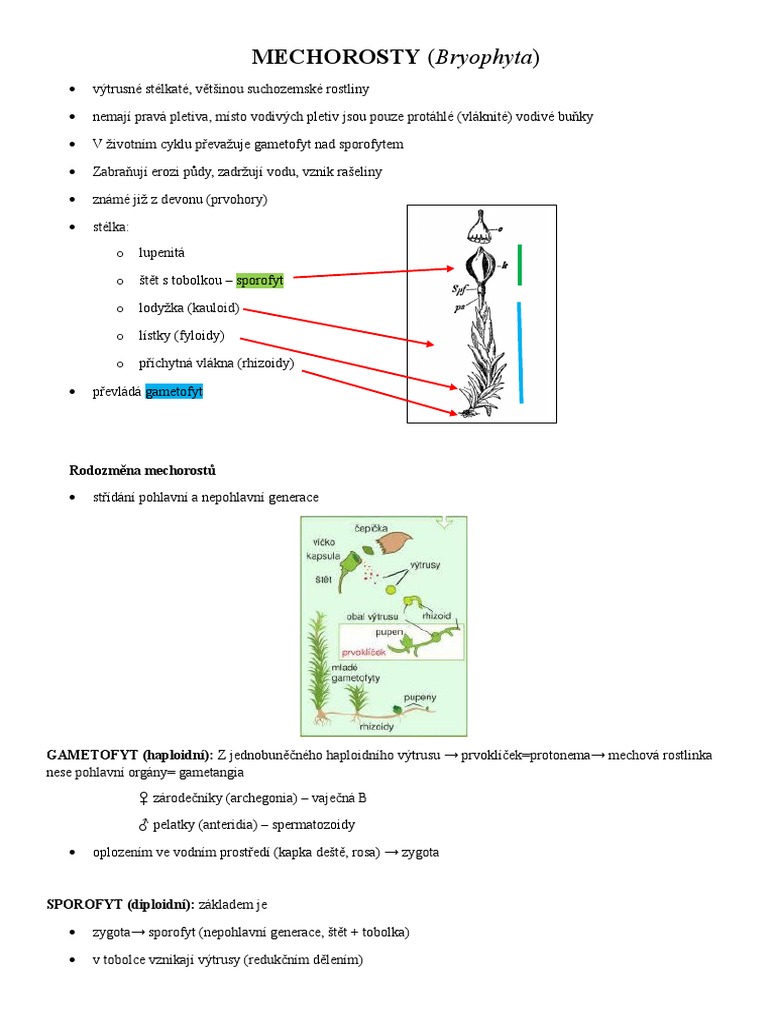 MECHOROSTY | PDF