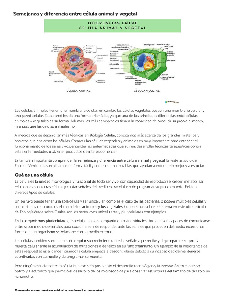 Semejanza y Diferencia Entre Célula Animal y Vegetal | PDF Semejanza y Diferencia Entre Célula Animal y Vegetal | PDF