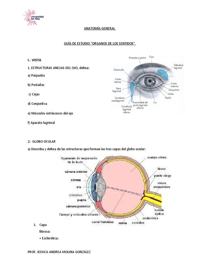 GUÍA DE ESTUDIO ÓRGANOS DE LOS SENTIDOS | PDF | Oído | Ojo humano