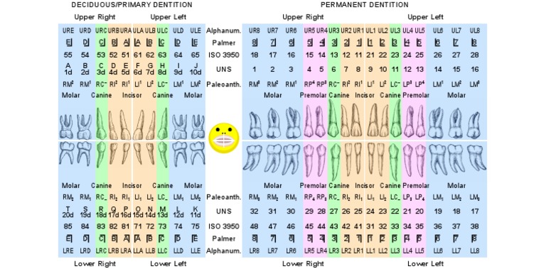 comparison of dental notations | PDF