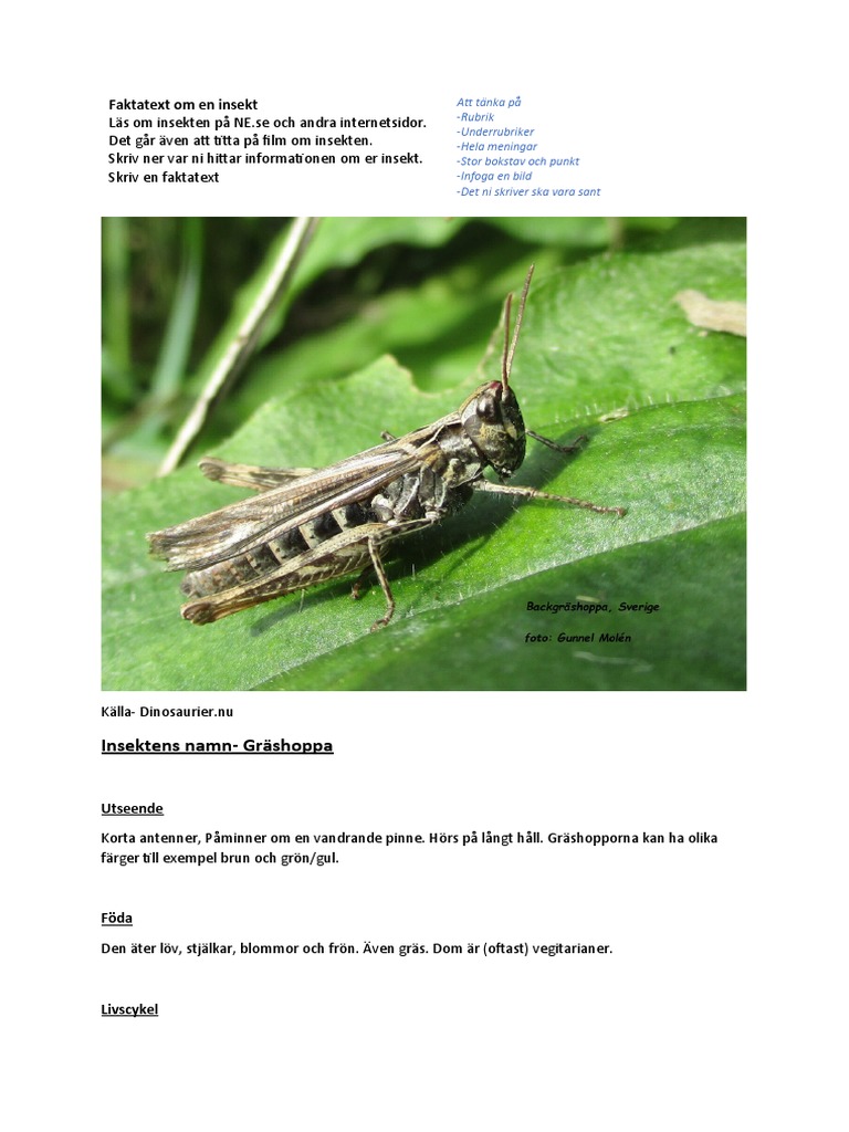 Faktatext Om en Insekt | PDF