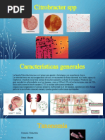 Citrobacter-José Rodolfo Rodríguez Zamora | PDF | Las bacterias | Enfermedades y trastornos