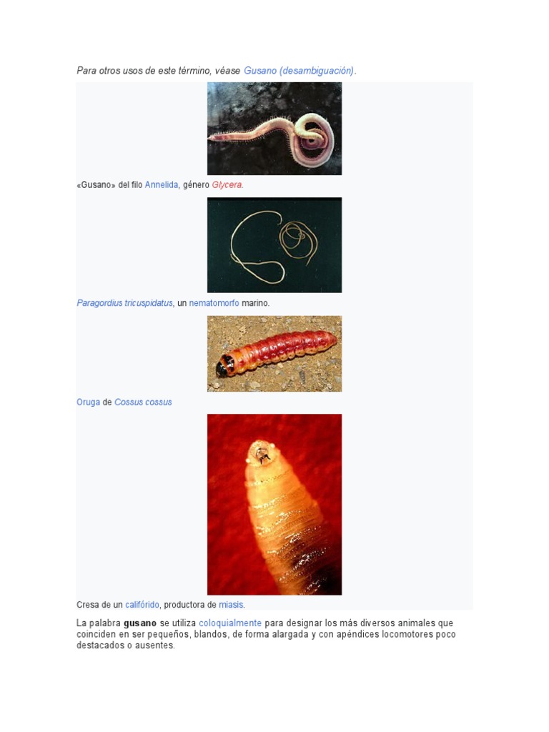 Gusano | PDF | Organismos | Animal Taxa