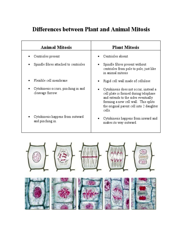 Differences Between Plant and Animal Mitosis | PDF