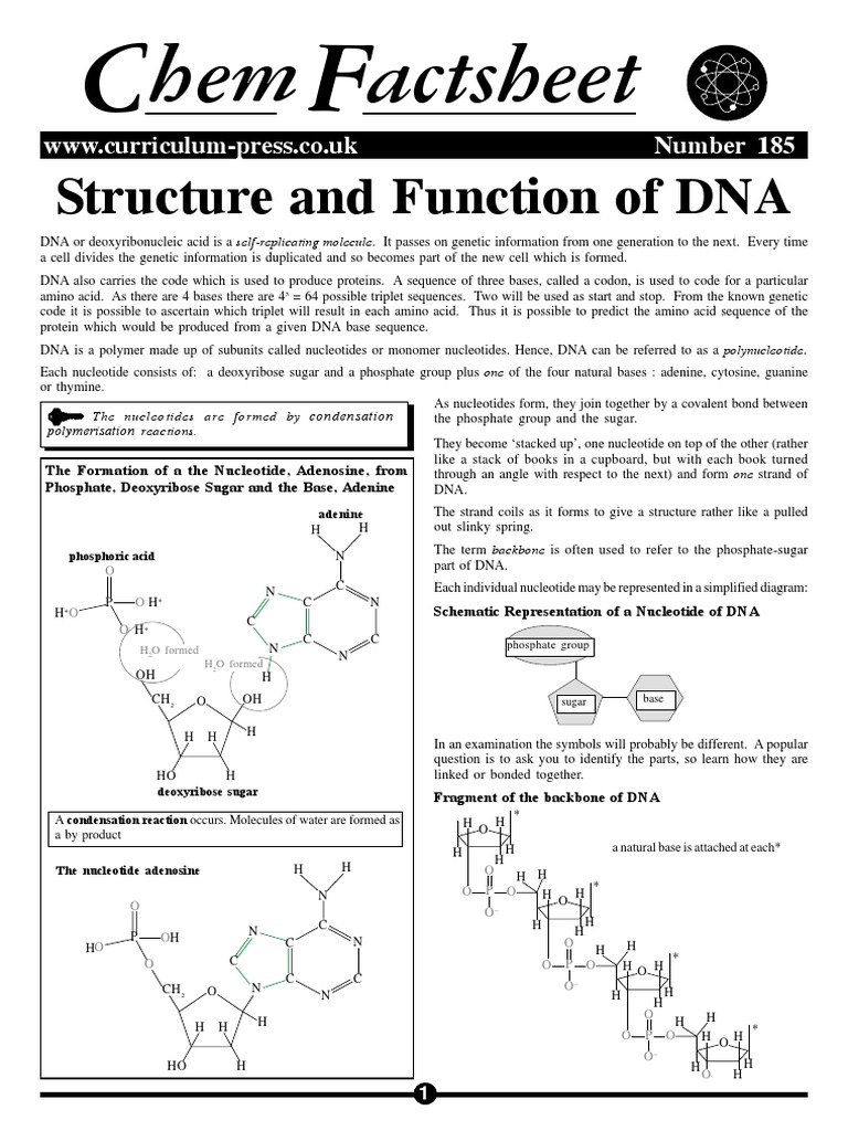 185 Structure and Function of DNA | PDF