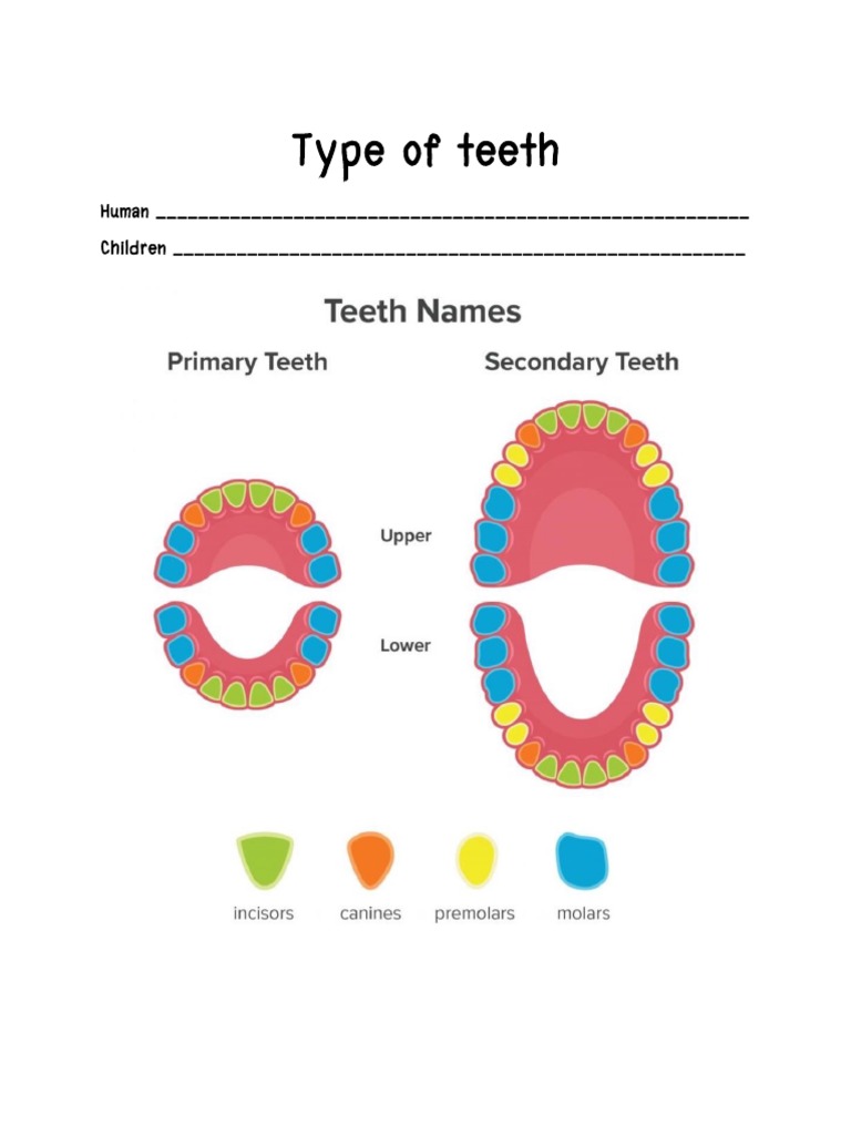 Type of Teeth | PDF