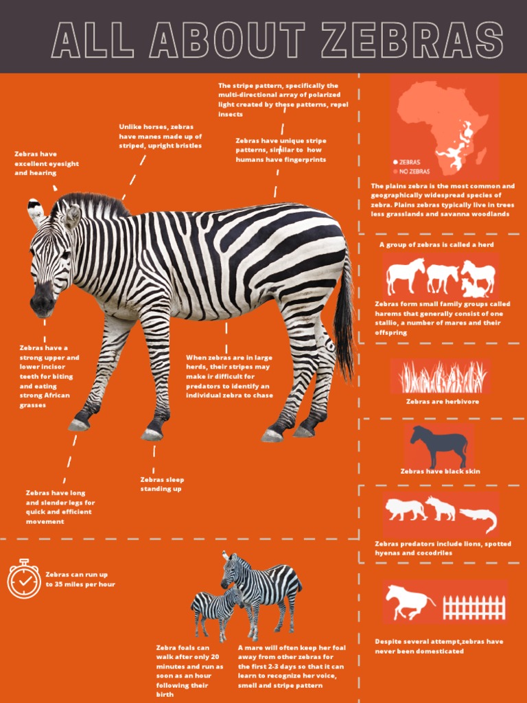 All About Zebras | PDF | Zebra | Mammals Of Africa