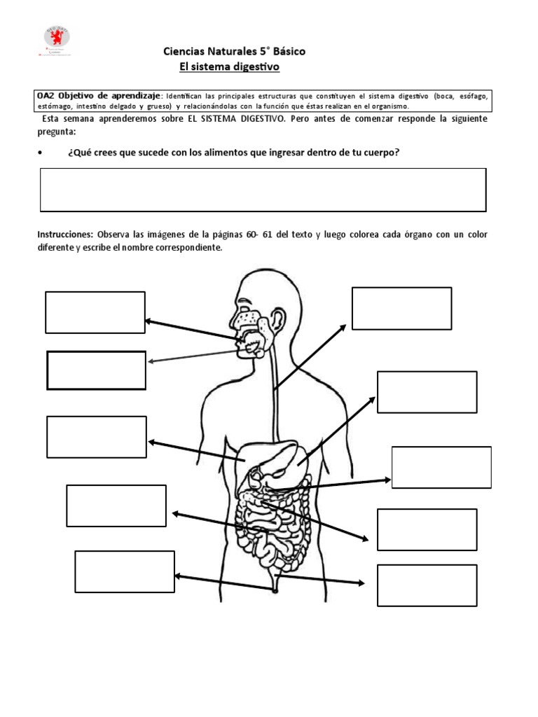 Sistema Digestivo para 5° Básico | PDF | Ciencia y matemáticas