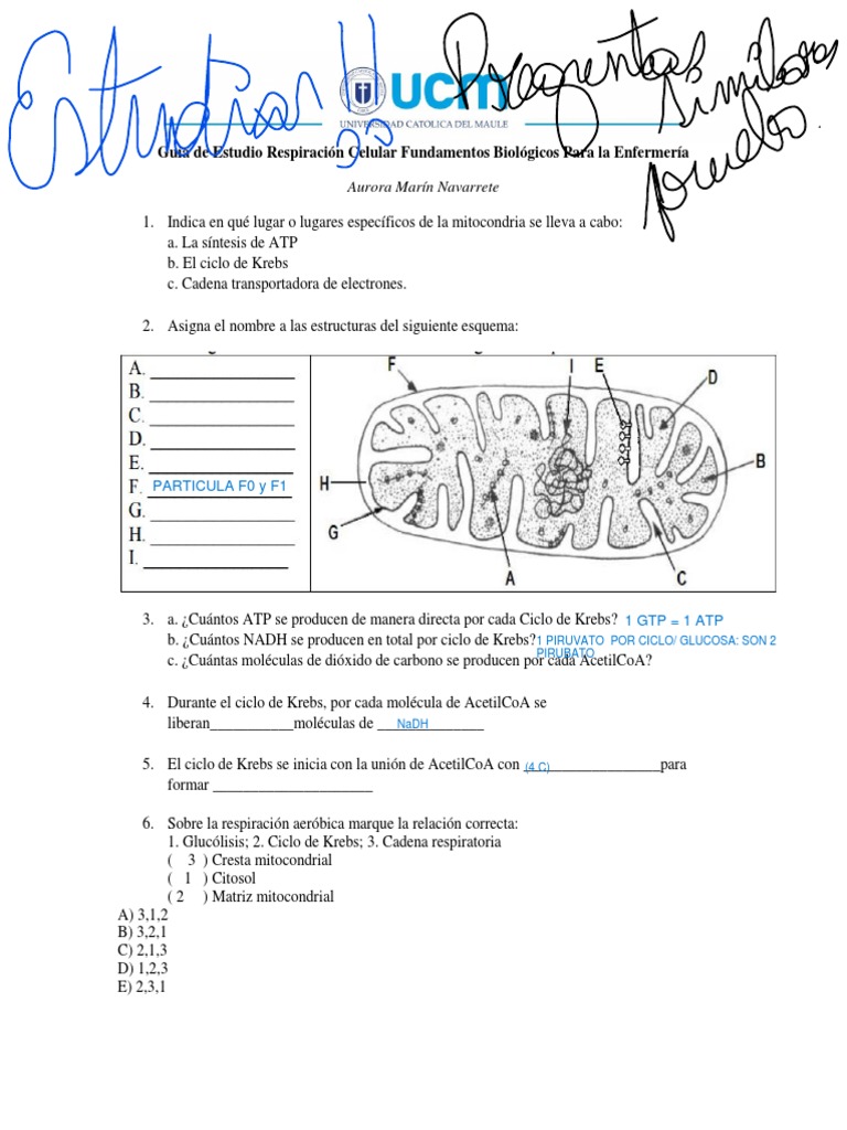 Guía de Estudio5-RESP-22 | PDF | Respiración celular | Trifosfato de adenosina
