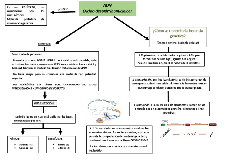 Mapa Conceptual ADN Y DOGMA Biología Celular | PDF