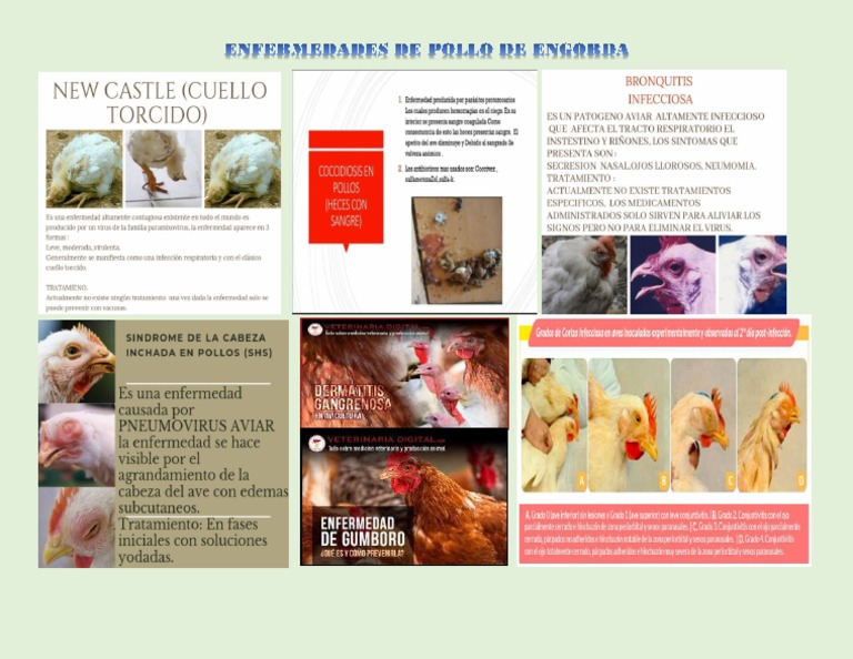 Enfermedades de Pollo de Engorda Lamina | PDF