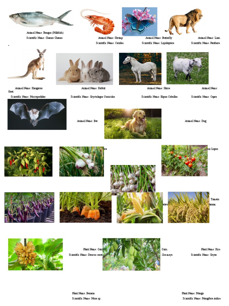 Scientific Names of Animals and Plants | PDF