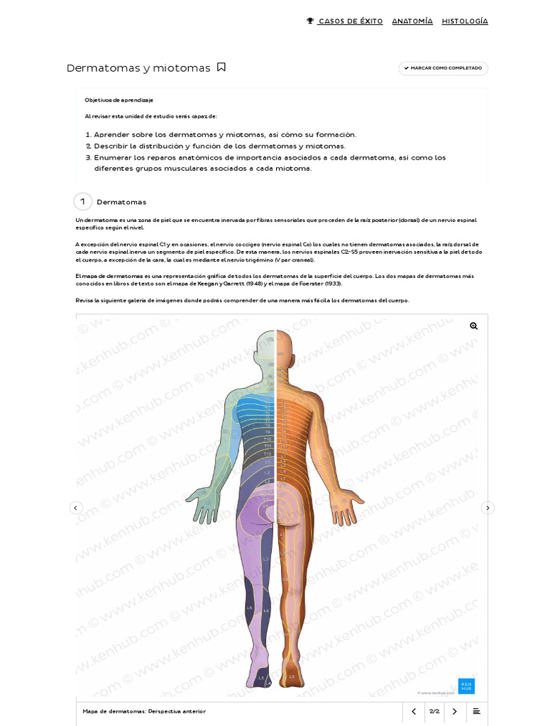Dermatomas y Miotomas - Posterior y M Inferiores - Kenhub | PDF