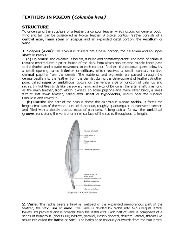 Feather in Pigeon | PDF | Science & Mathematics