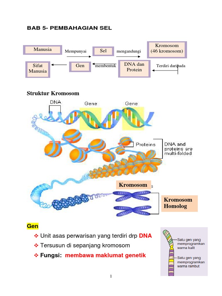 Bab 5 - Genetik | PDF