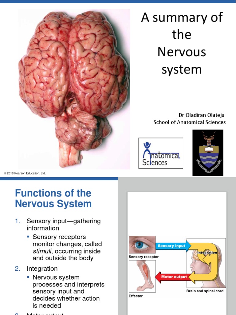 Anatomy of Nervous System | PDF