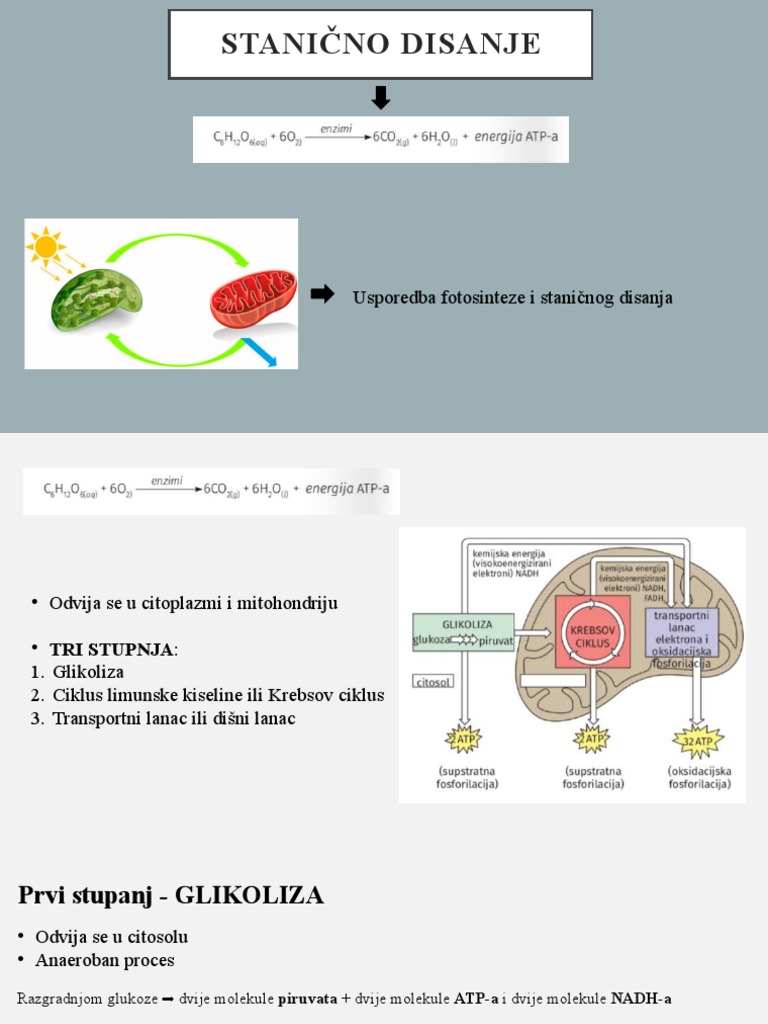 Stanično Disanje, Vrenje - 3.D, 3.S - Blanka Dadić | PDF