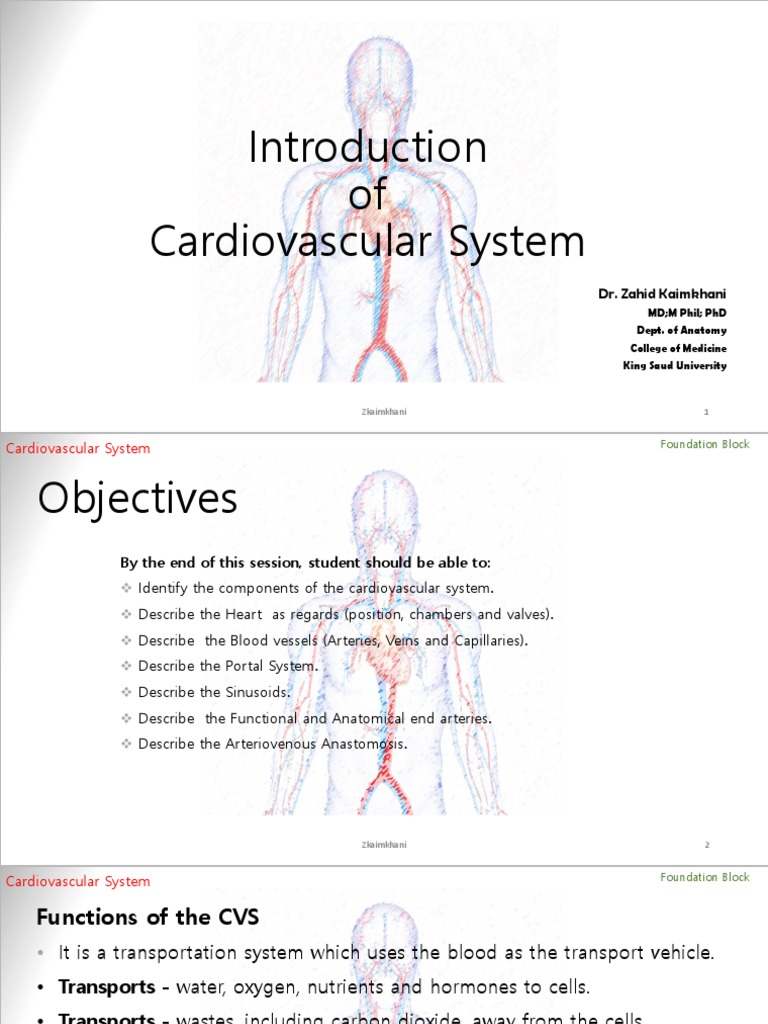 Intro CVS | PDF | Vein | Atrium (Heart)