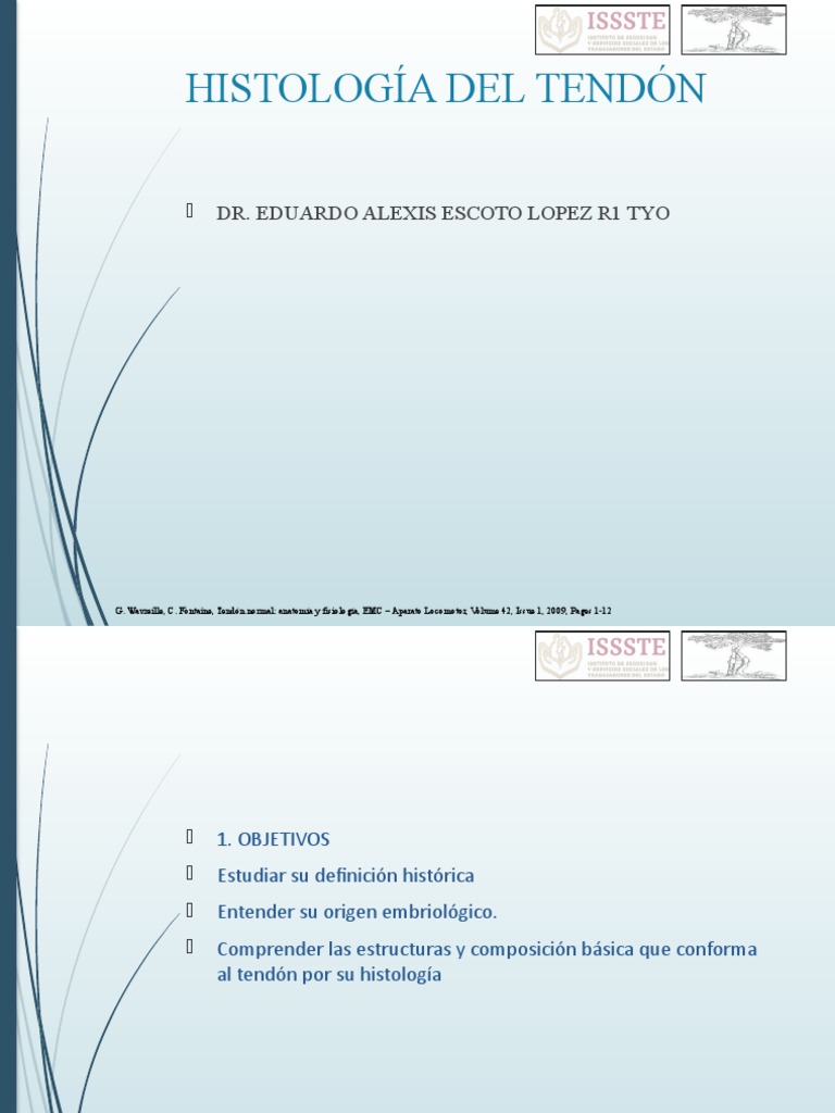 Histología y Estructura del Tendón | PDF | Tendón | Anatomía