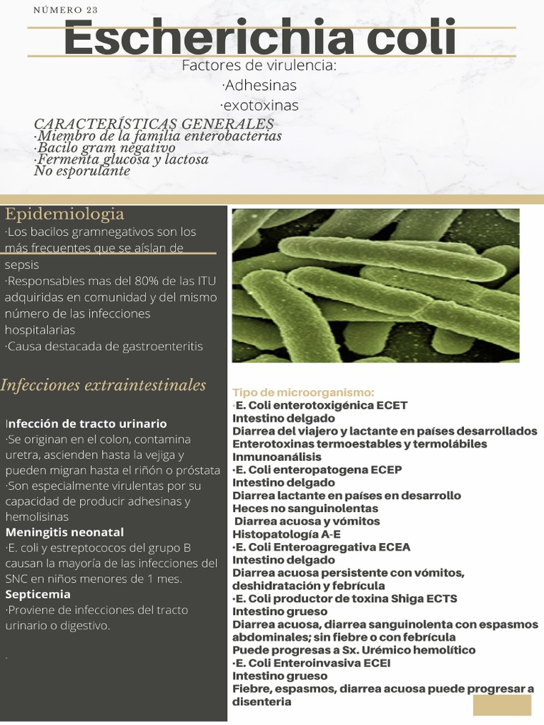 E. Coli | PDF