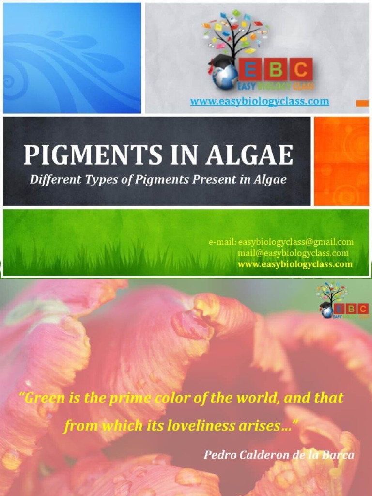 Algae Pigmentation Insights | PDF | Technology & Engineering