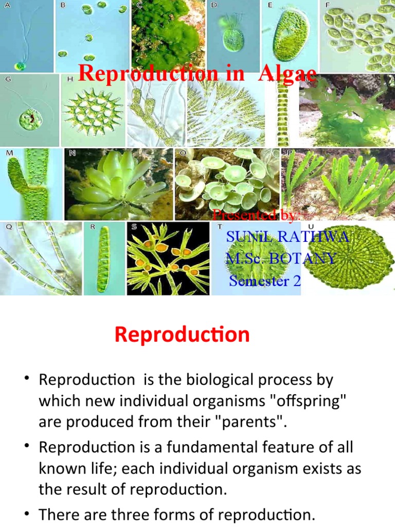 Algae Reproduction: Types and Methods | PDF | Reproduction | Sexual ...