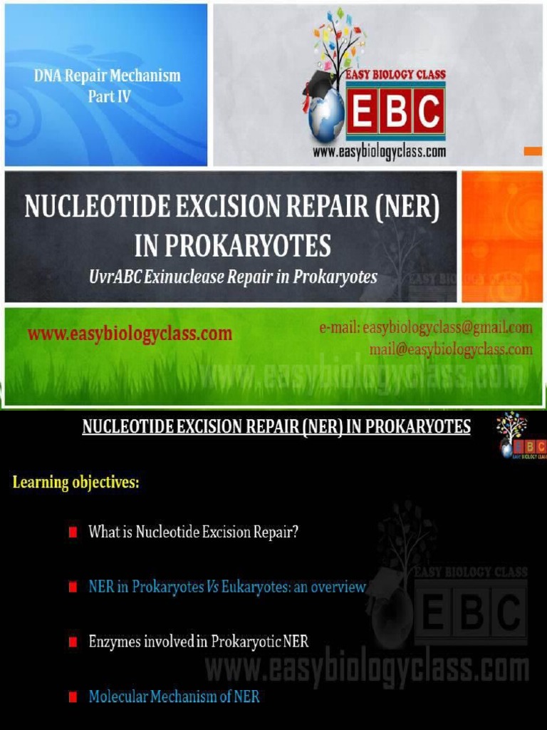 Nucleotide Excision Repair