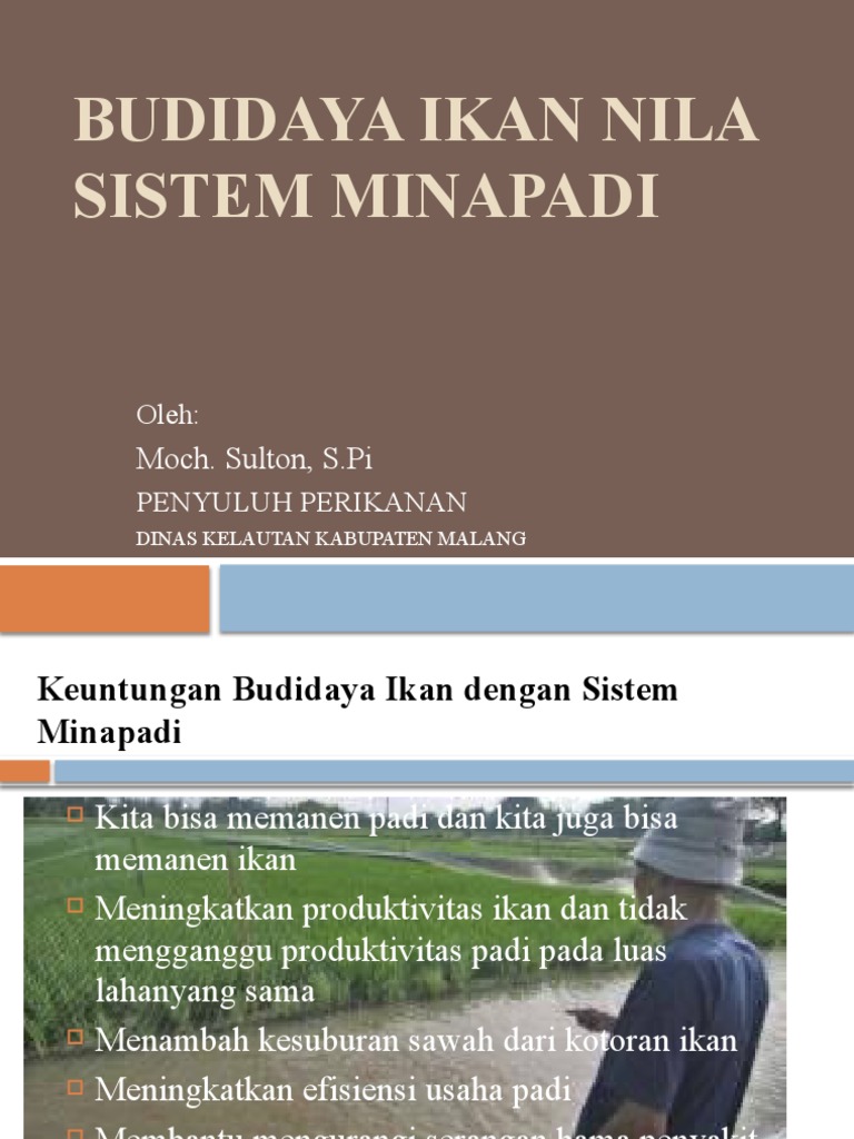 Budidaya Ikan Sistem Mina Padi | PDF
