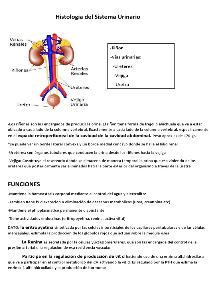 Histologia Del Sistema Urinario | PDF