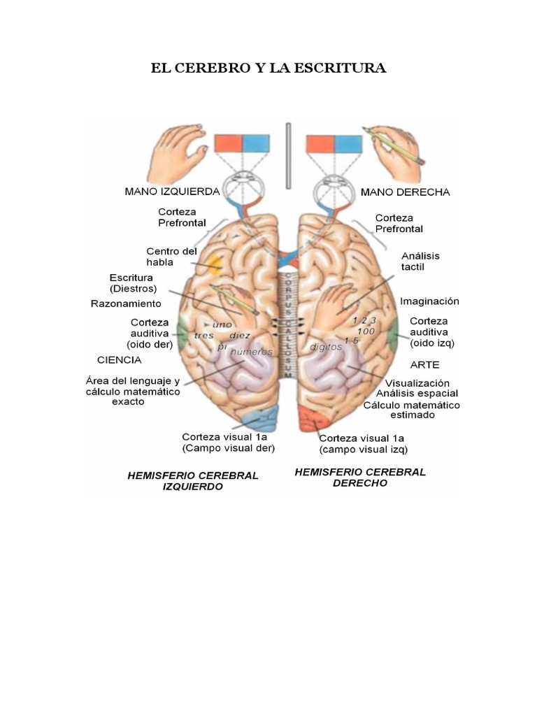 El Cerebro Y La Escritura Pdf 
