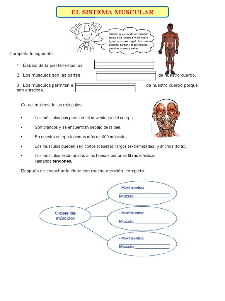 Sistema Muscular | PDF