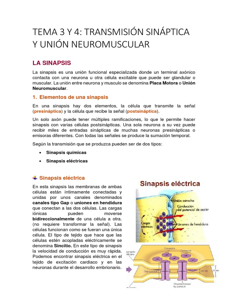 Tema 3 y 4 Transmision Sináptica y Unión Neuromuscular | Descargar ...
