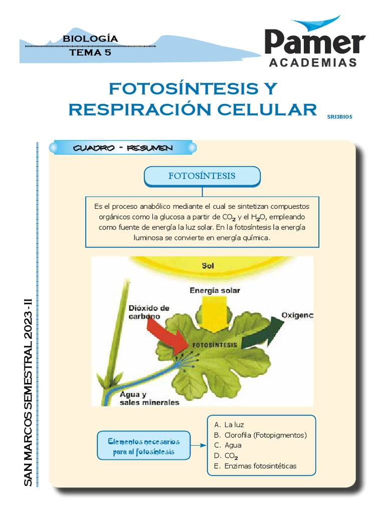 Fotosíntesis y respiración celular | PDF | Respiración celular ...