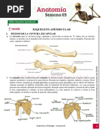 Surco Intertubercular del Húmero | PDF | Articulaciones | Anatomía humana