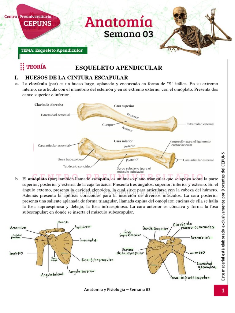 Anatomia Sem 03 | PDF | Mano | Sistema musculoesquelético