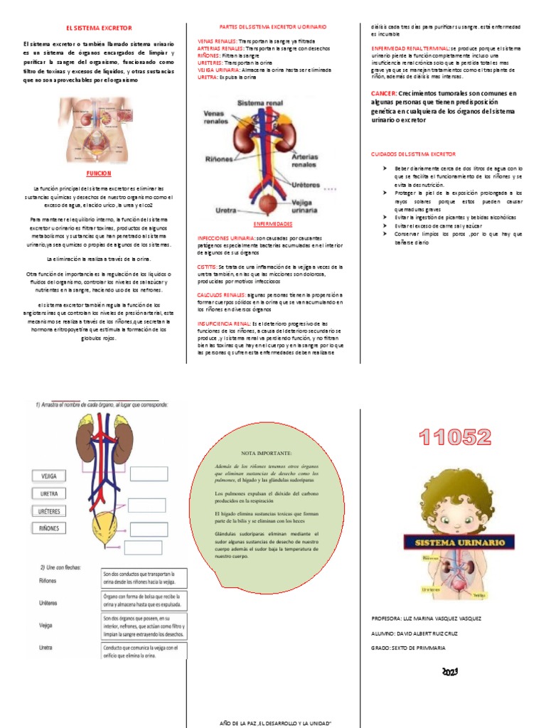 EL SISTEMA Urinario | PDF | Sistema urinario | Riñón