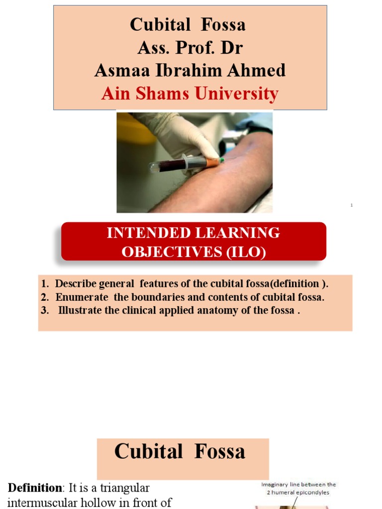 Cubital Fossa | PDF | Elbow | Musculoskeletal System