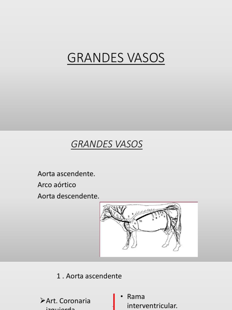 Anatomía de la Aorta y sus Ramas | PDF