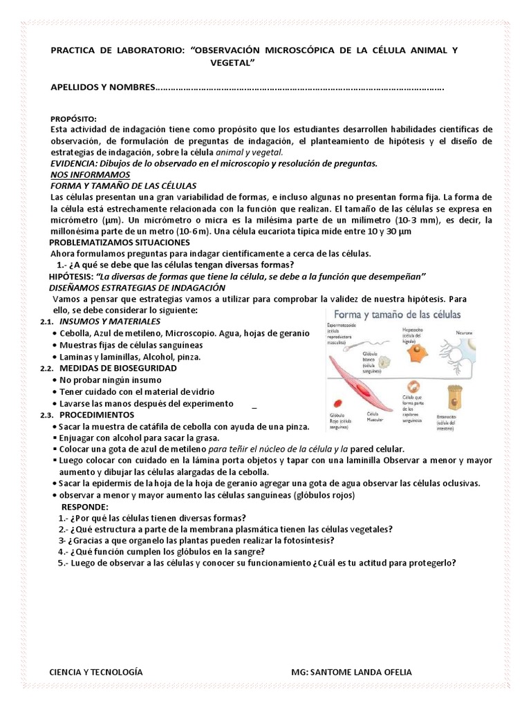 Ofelia Observacion Microscopica de La Celula Animal y Vegetal | PDF ...