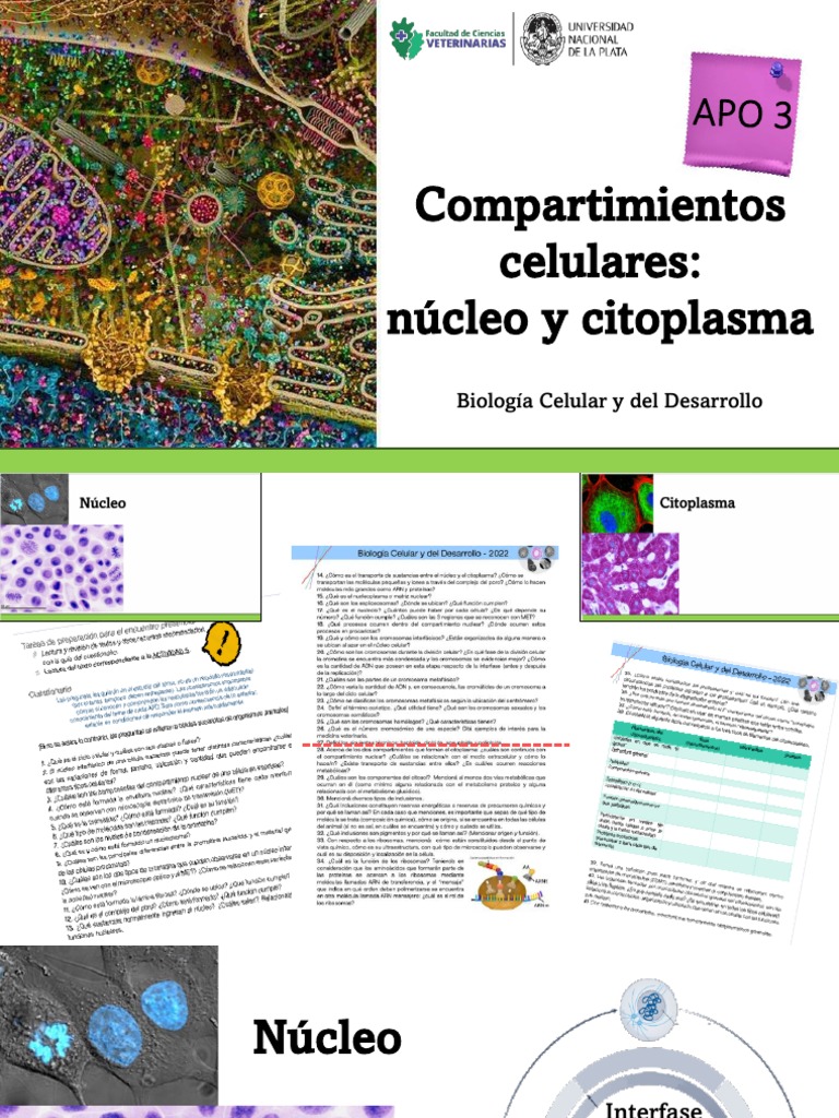 Compartimientos Celulares: Núcleo y Citoplasma: Biología Celular y Del Desarrollo | Descargar ...