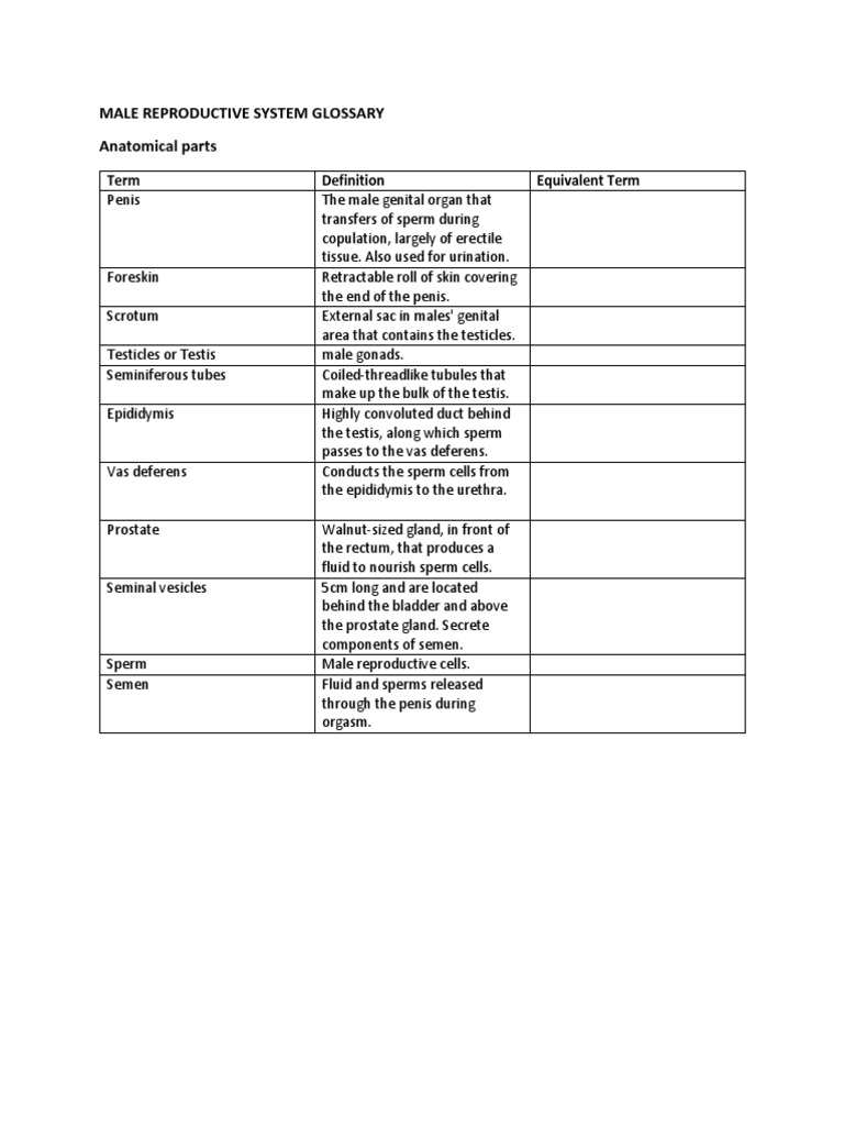 Male Reproductive System Glossary | PDF