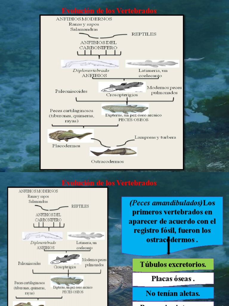 Primeros Vertebrados: Ostracodermos y Crosopterigios | PDF ...