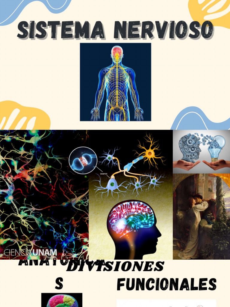 Presentación Sistema Nervioso | PDF