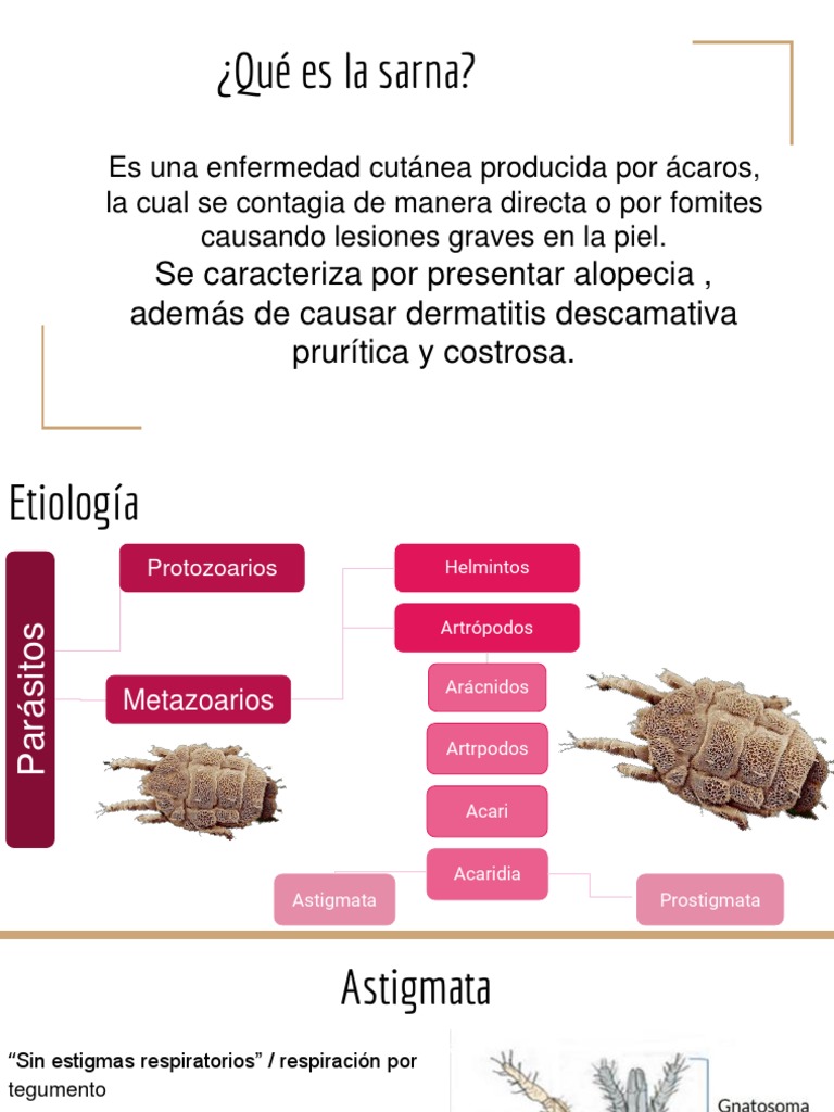 UNIDAD V Ácaros Productores de Sarna | PDF