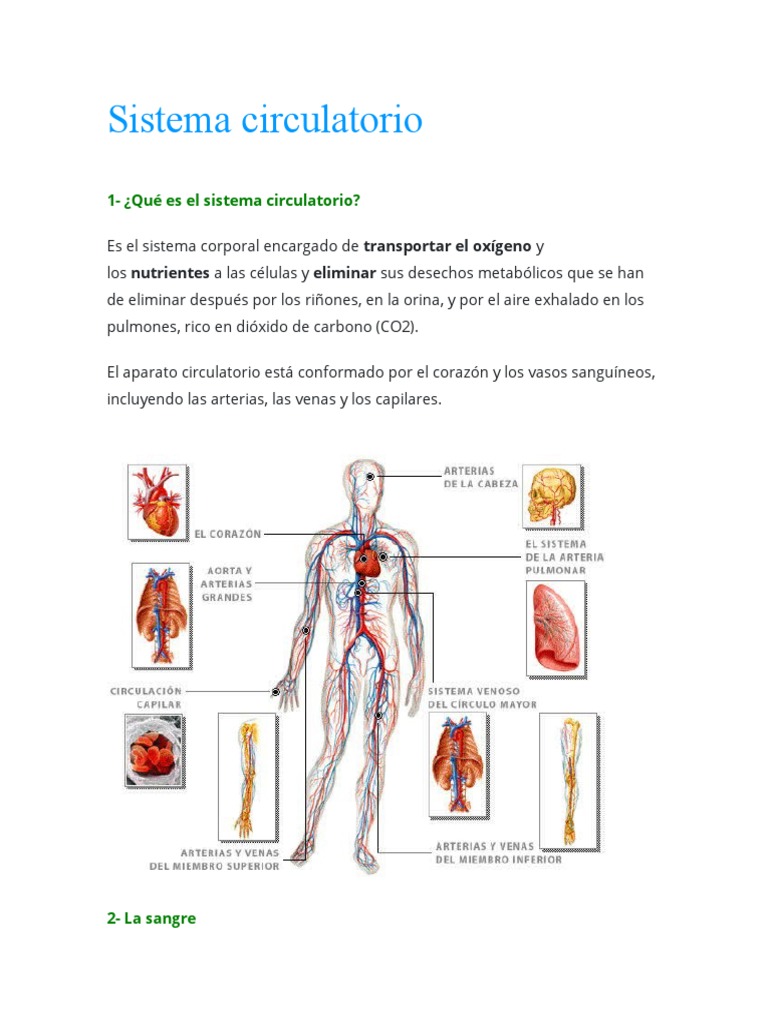 Sistema Circulatorio | PDF | Sistema circulatorio | Corazón