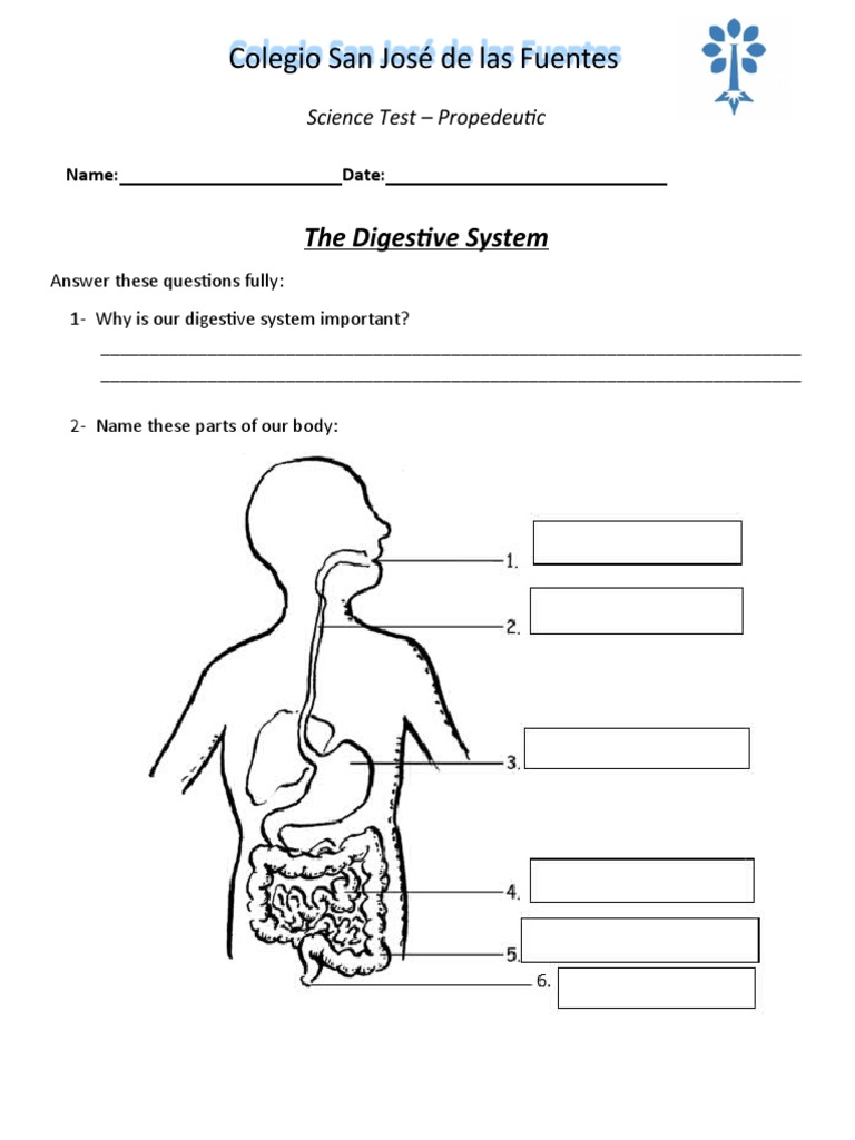 English Test Science Digestive System | PDF