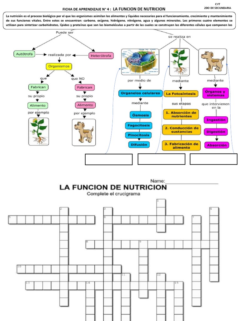 Ficha de Aprendizaje N 4 Funcion de Nutricion | PDF