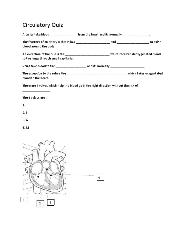 Circulatory Quiz | PDF