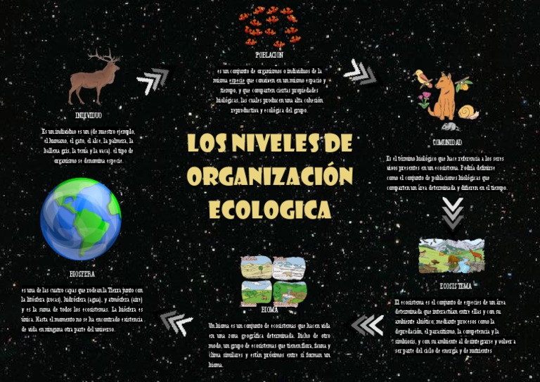 Los Niveles de Organizacion Ecologica | PDF | Ecología | Ecosistema
